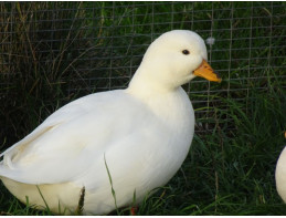 Miniature White Call Ducks