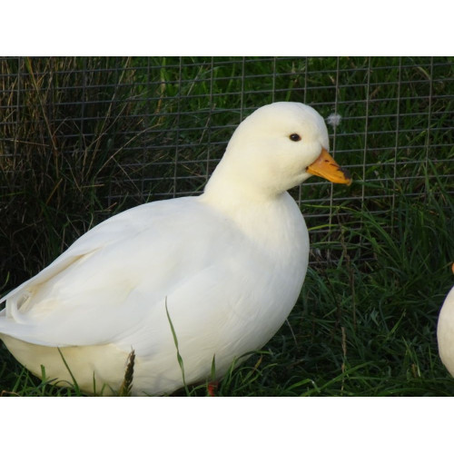 Miniature White Call Ducks
