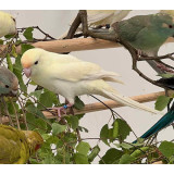 Parakeets