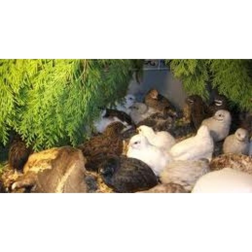 Chinese Painted Quail