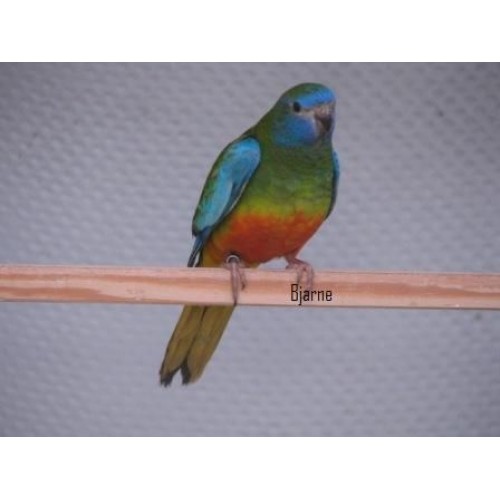 Splendid Grass Parakeet