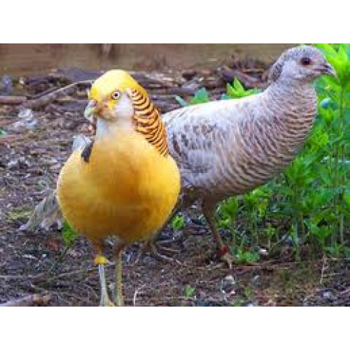 Yellow Golden Pheasants